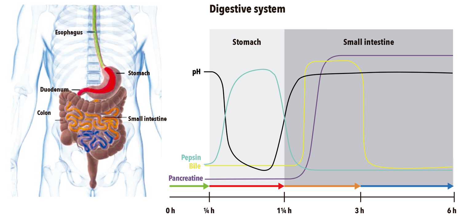 Gastrointestinal survival – Megaflora 9 evo